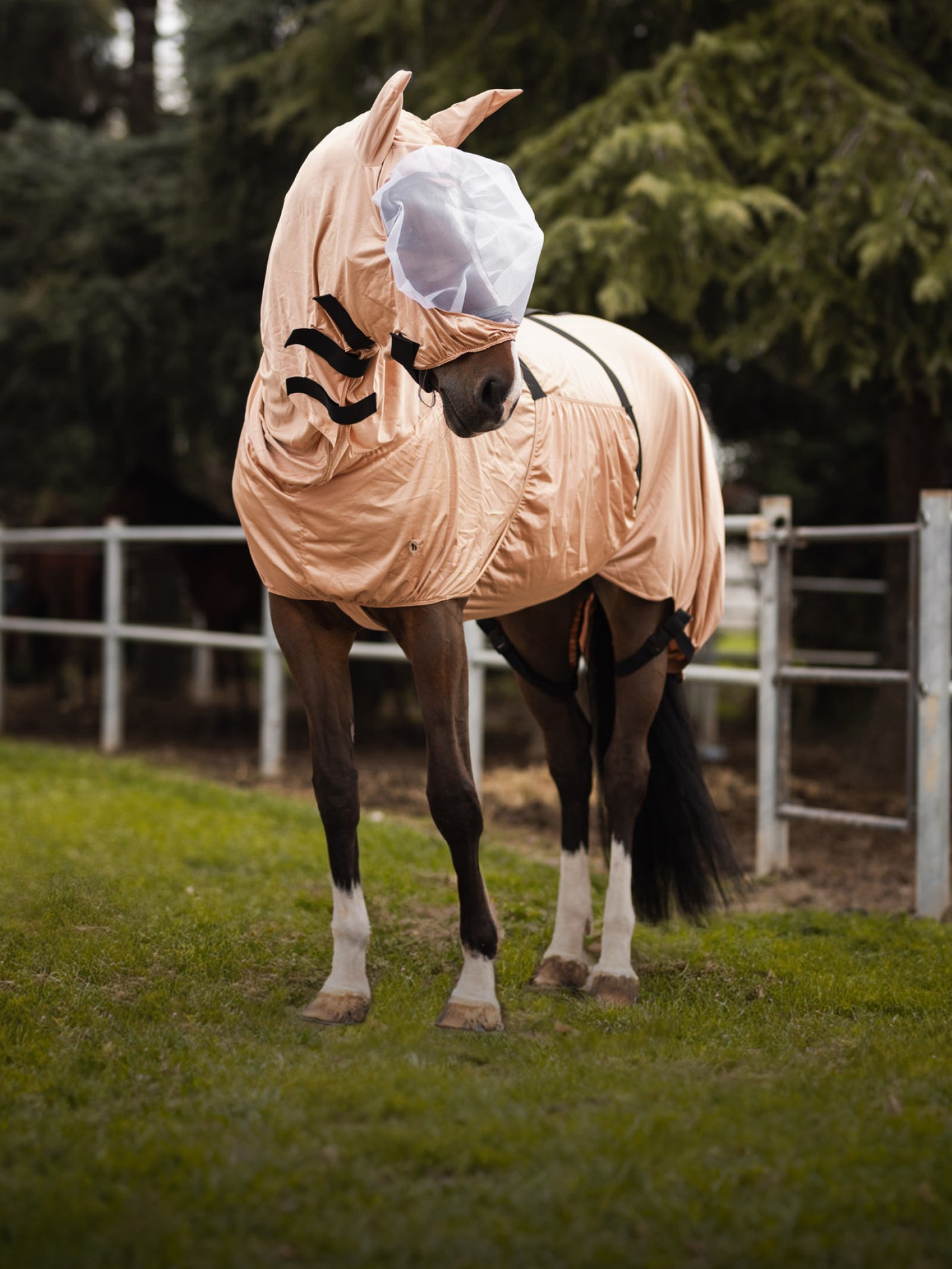 Horze - Your online shop for everything you need in equestrian sports ...